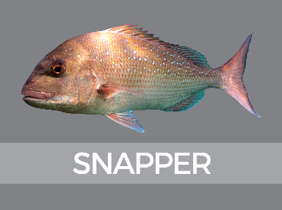 Species Identification, Fish ID NZ, Snapper